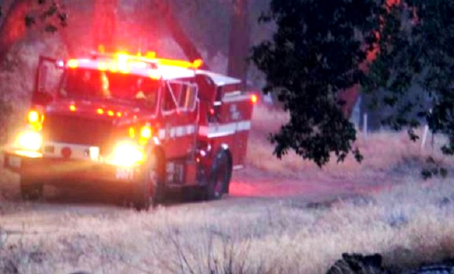 Bear - protecting dead cubs - delays firefighters putting out fire in ...