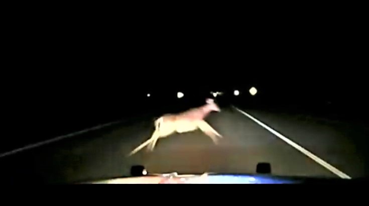 Video: What happens when police car hits deer at 114 mph? - Statter911